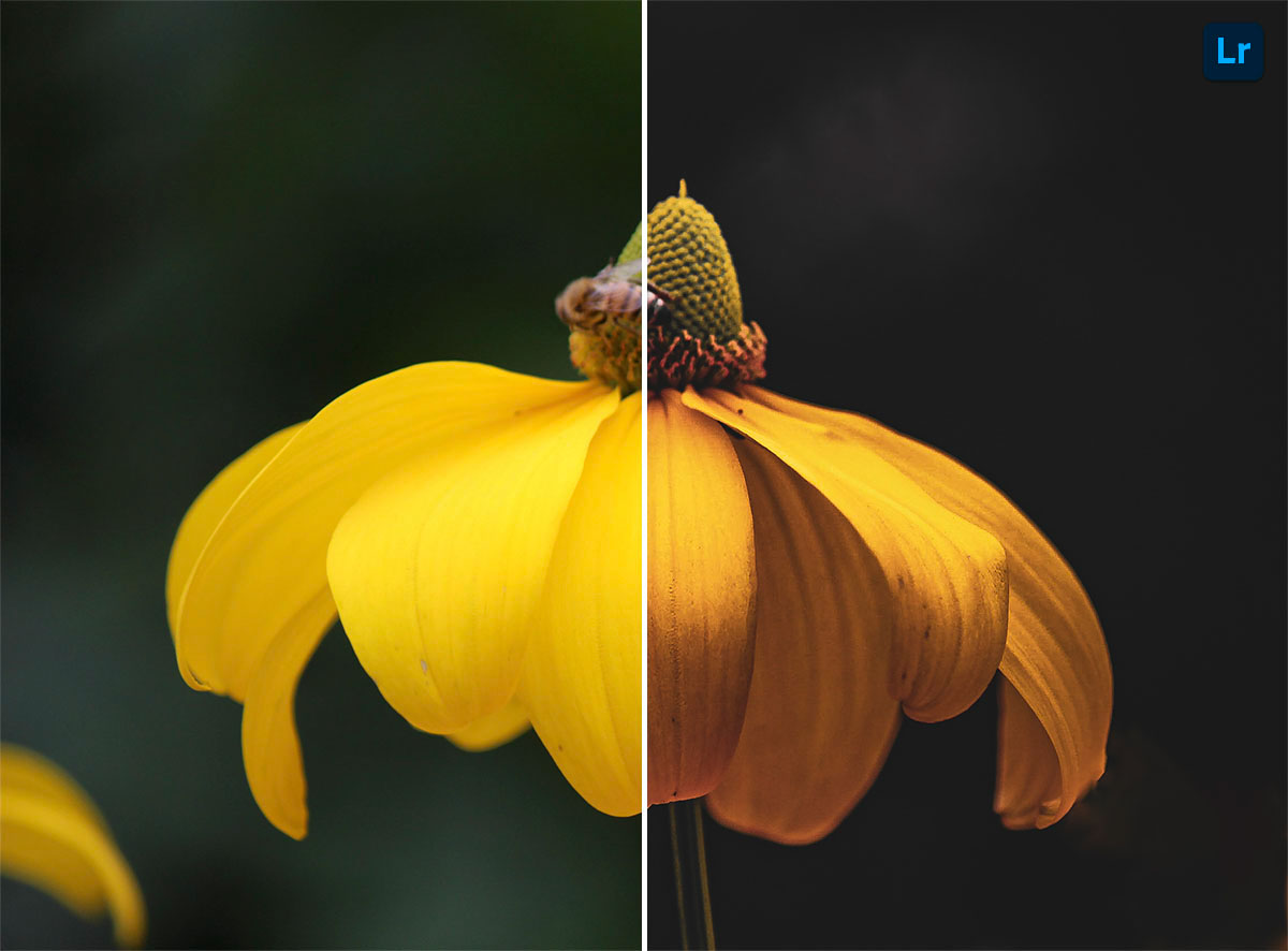 Flower | Edit | Photoshop Lightroom