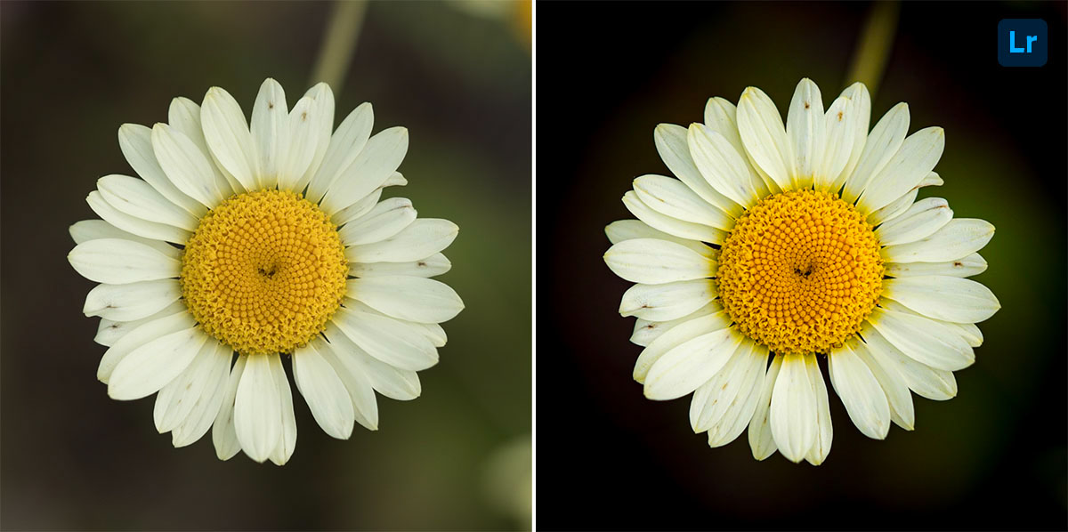 Daisy love | Remix | Photoshop Lightroom