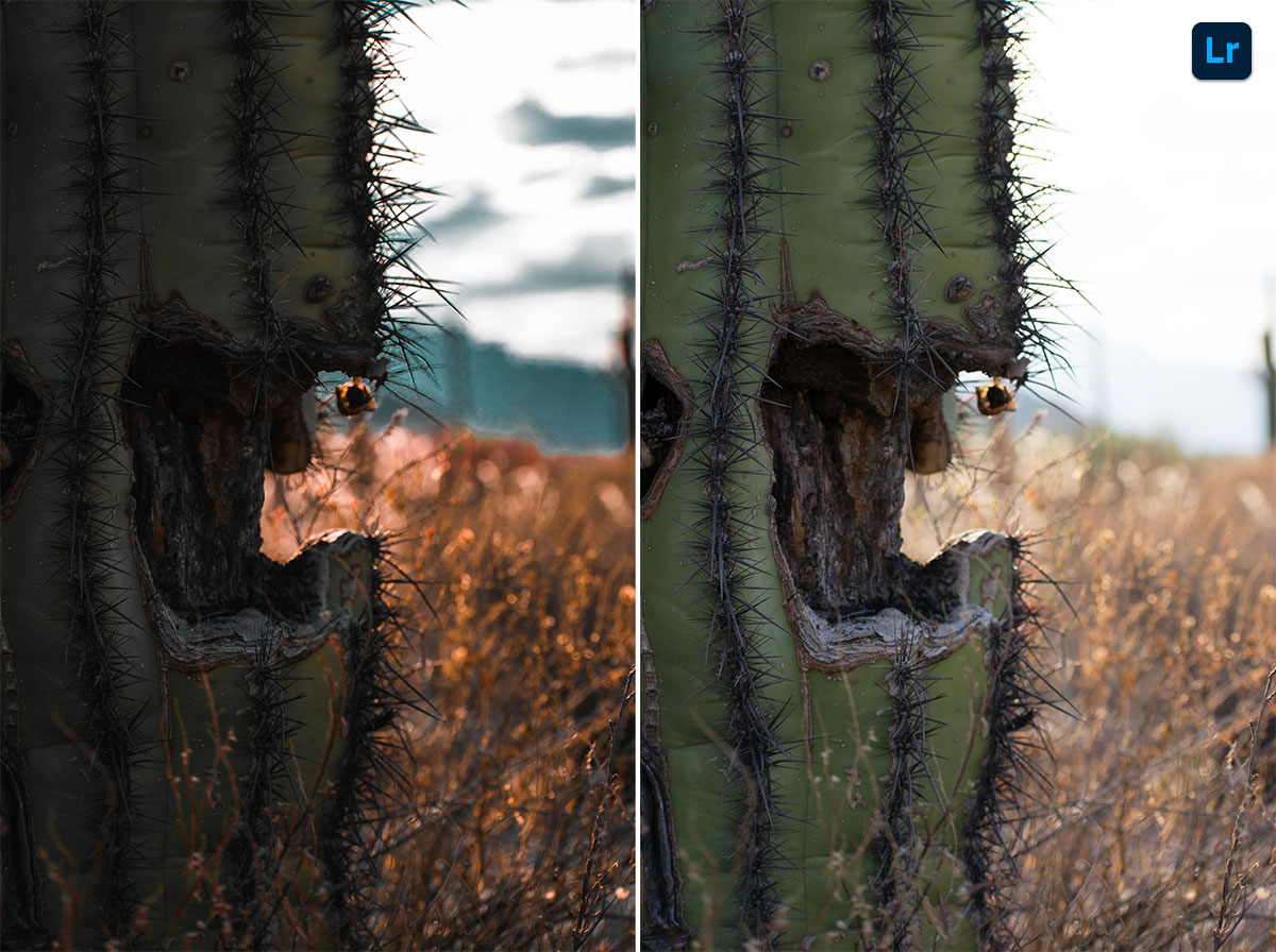 Cactus | Edit | Photoshop Lightroom