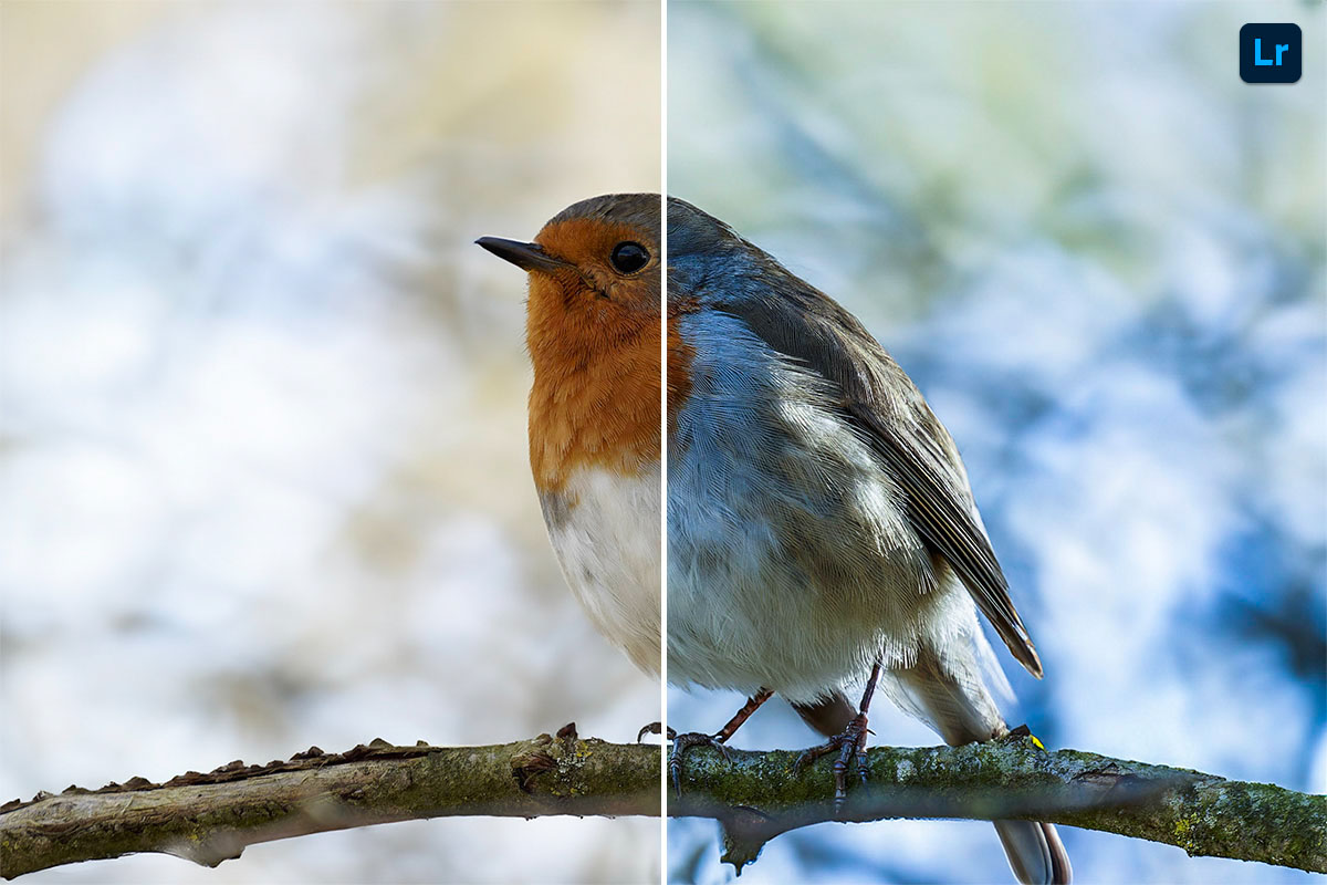 Bird | Remix | Photoshop Lightroom