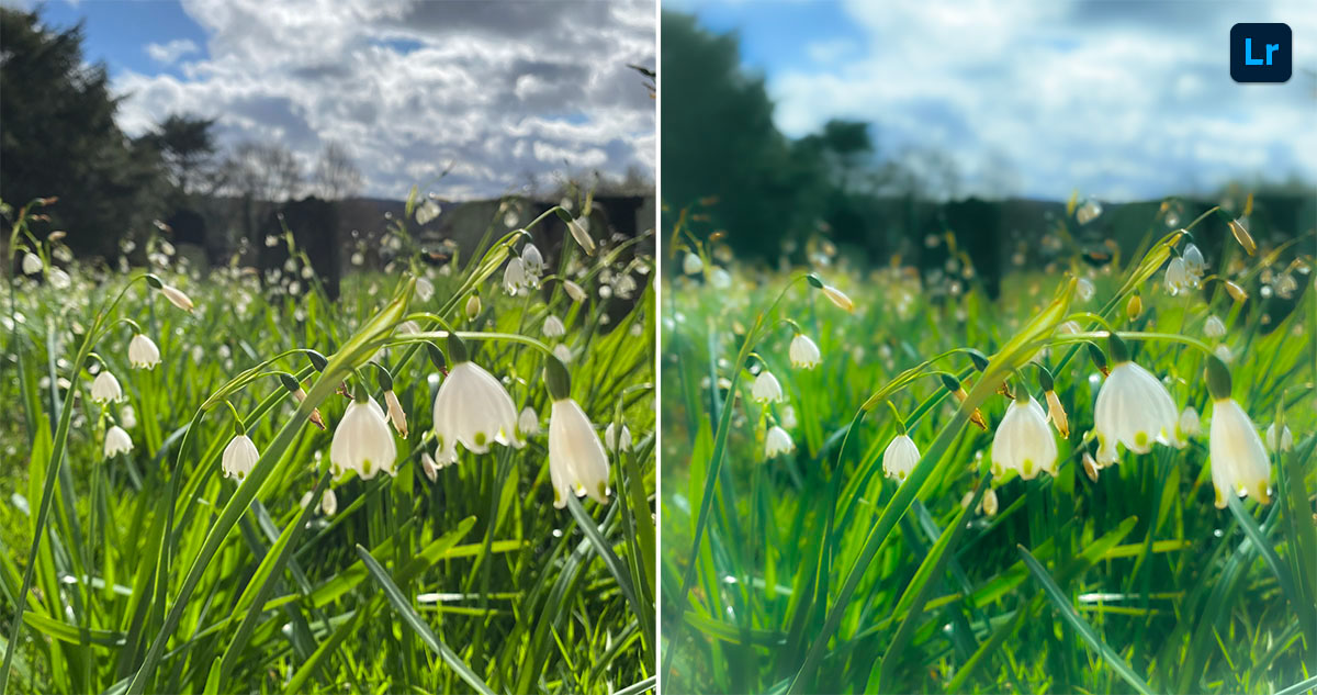 Snowdrops in Spring sunshine | Edit | Photoshop Lightroom