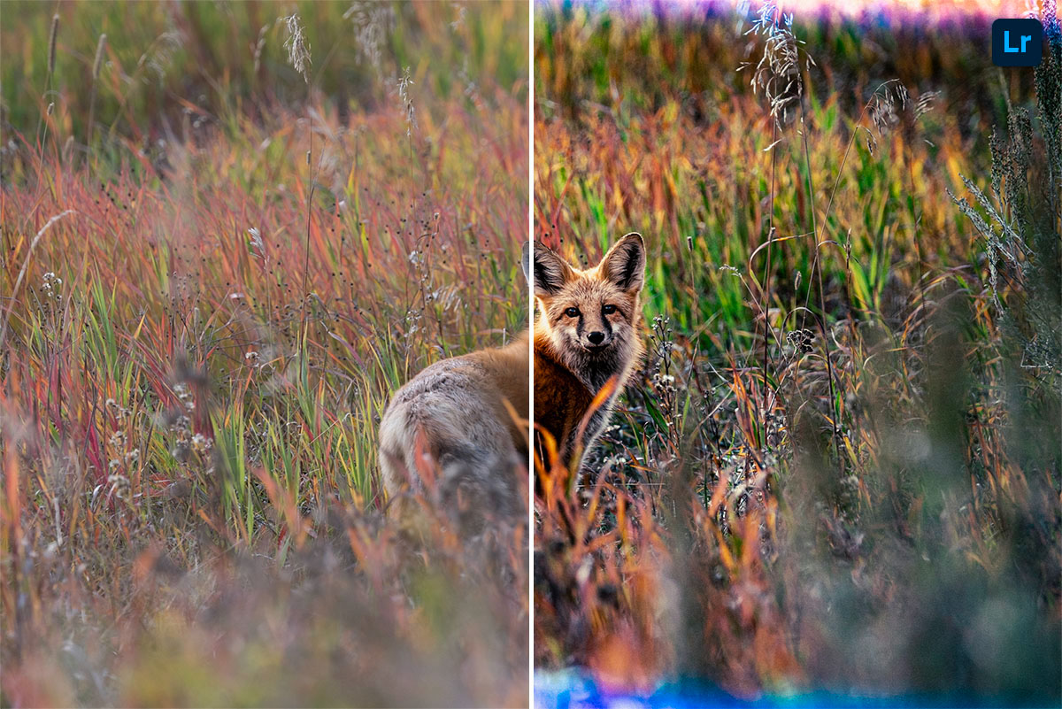 Red fox in the meadow | Remix | Photoshop Lightroom