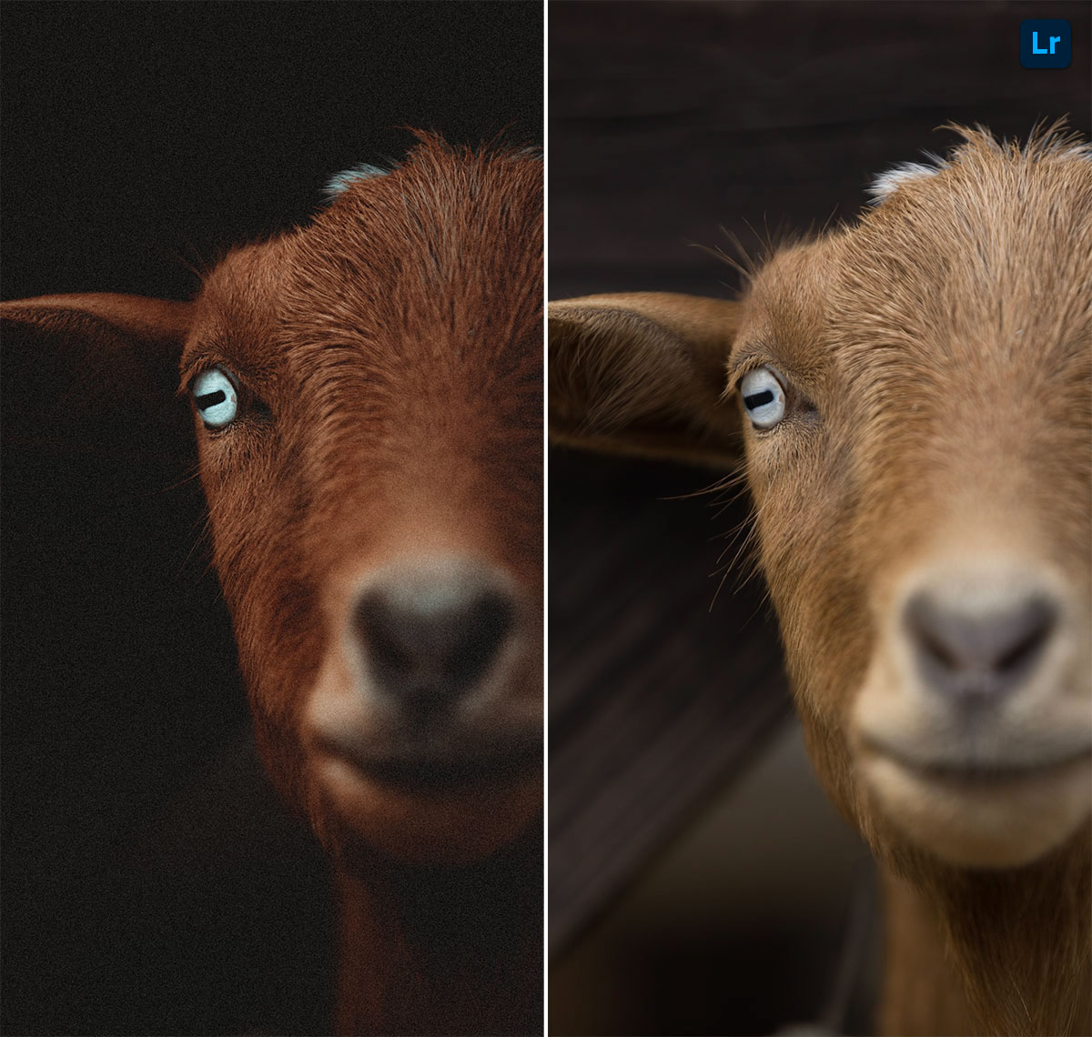 goat | Remix | Photoshop Lightroom