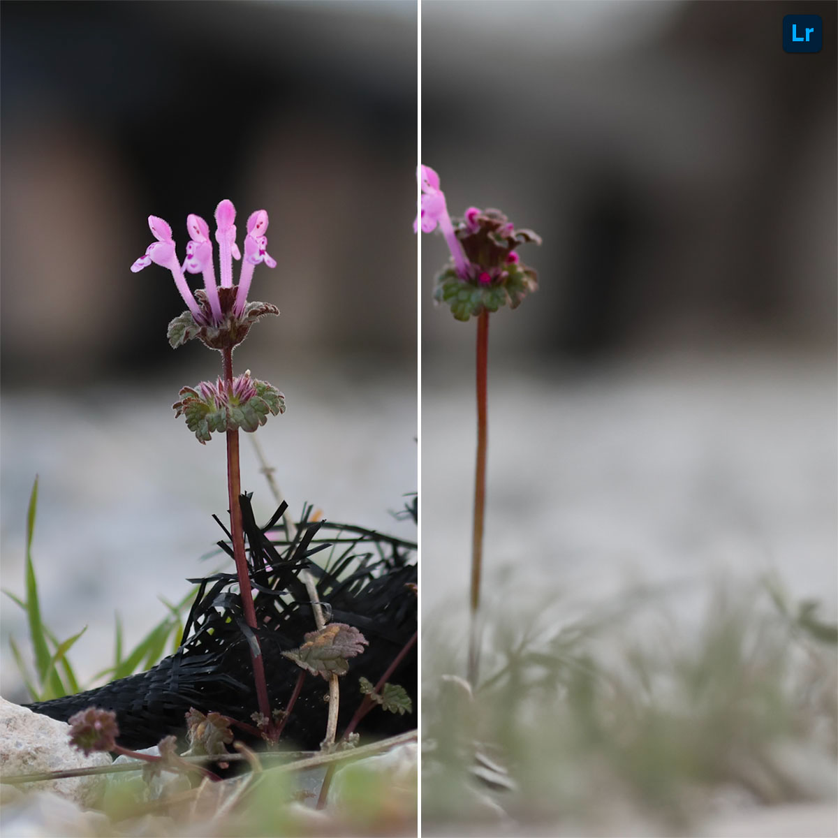 Weed | Edit | Photoshop Lightroom