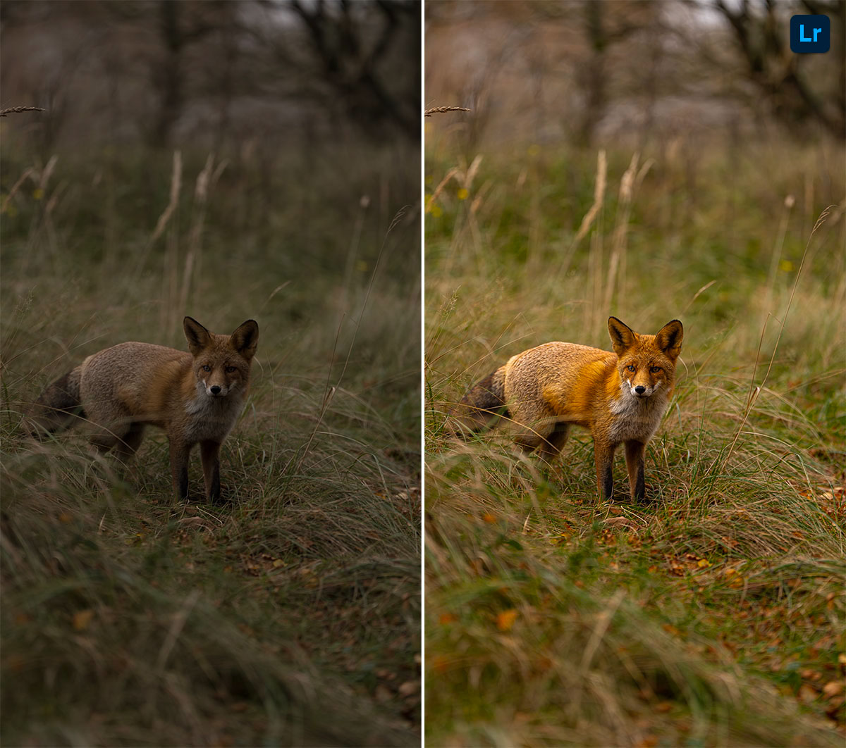 Little cute orange fox | Remix | Photoshop Lightroom