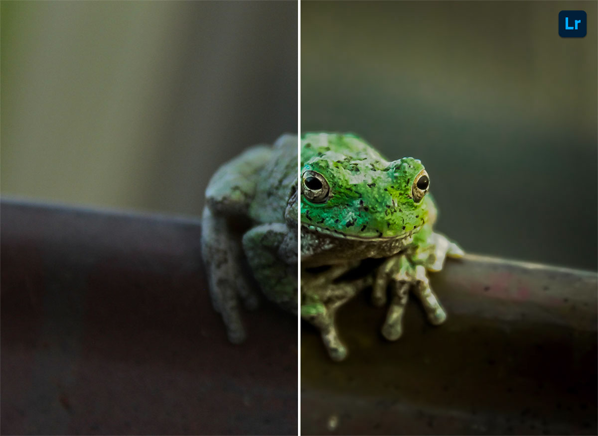 frog #2 | Edit | Photoshop Lightroom