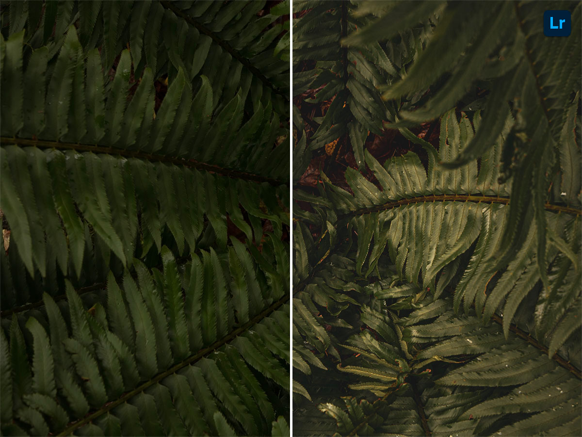 In The Ferns | Edit | Photoshop Lightroom