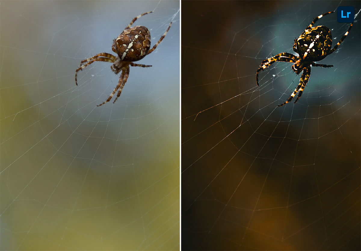 Spider closeup | Remix | Photoshop Lightroom