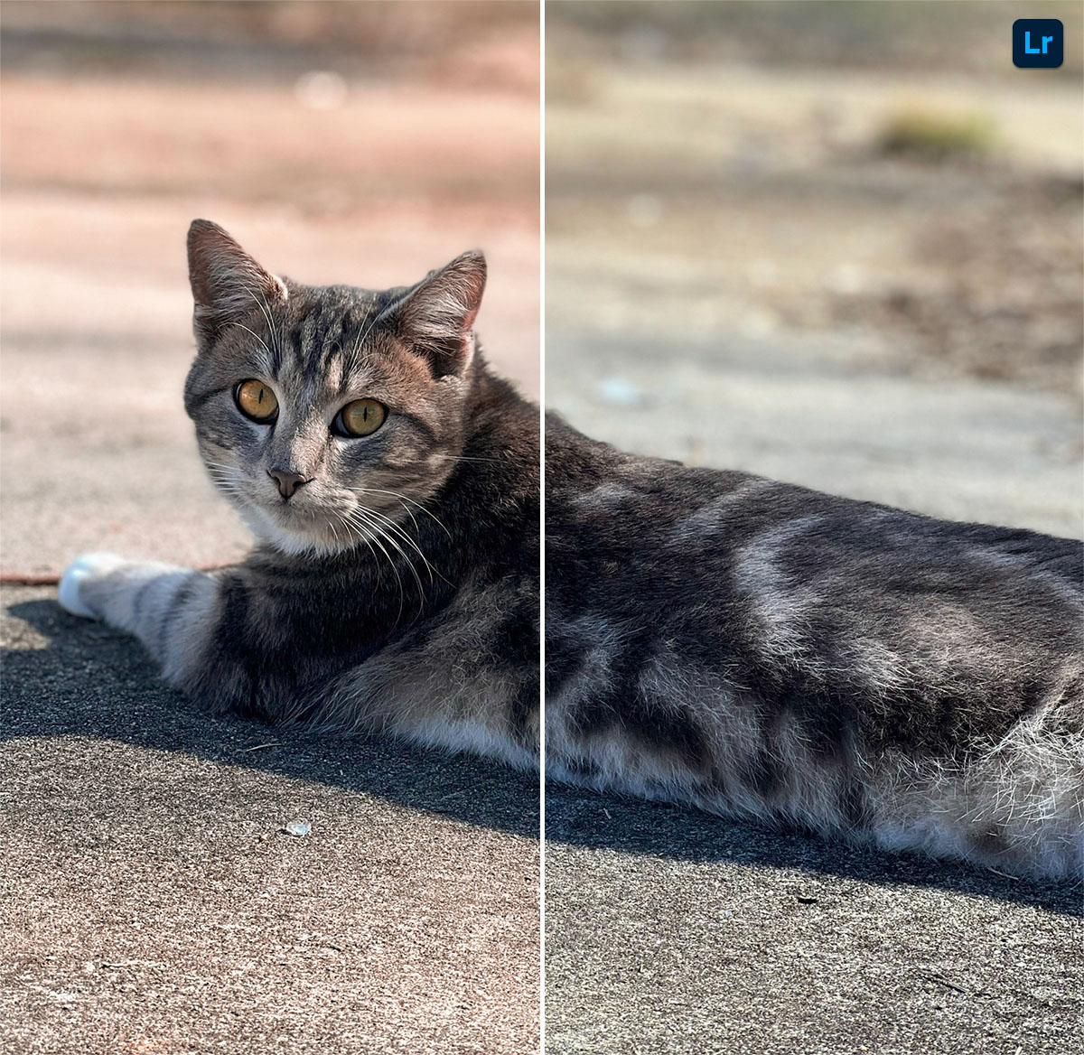 Gato | Edit | Photoshop Lightroom