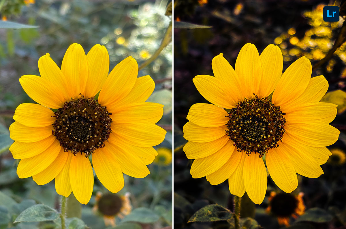 pretty flower | Edit | Photoshop Lightroom