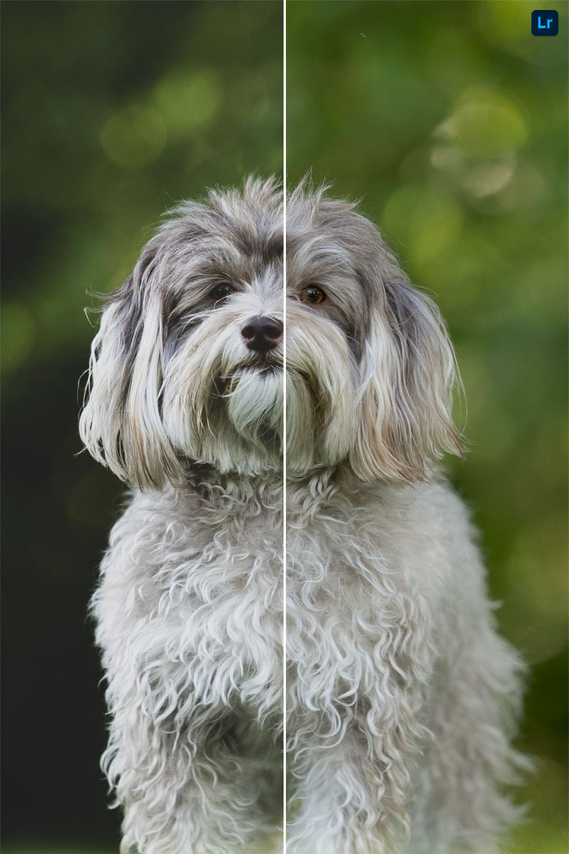 Regal Beagle | Remix | Photoshop Lightroom