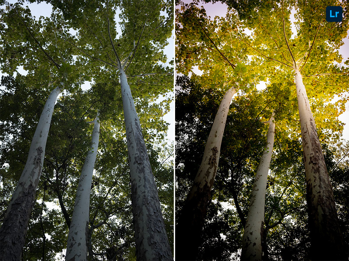 green canopy | Remix | Photoshop Lightroom