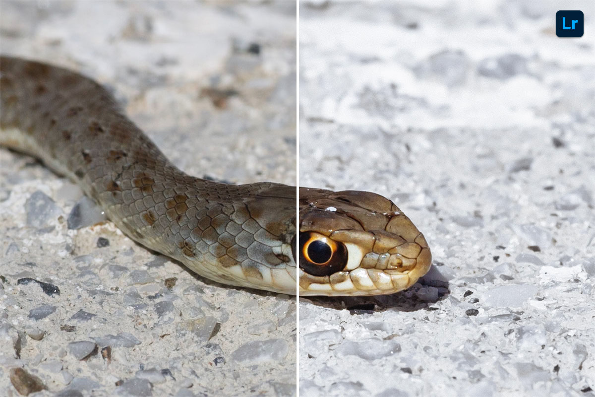 Snake | Edit | Photoshop Lightroom