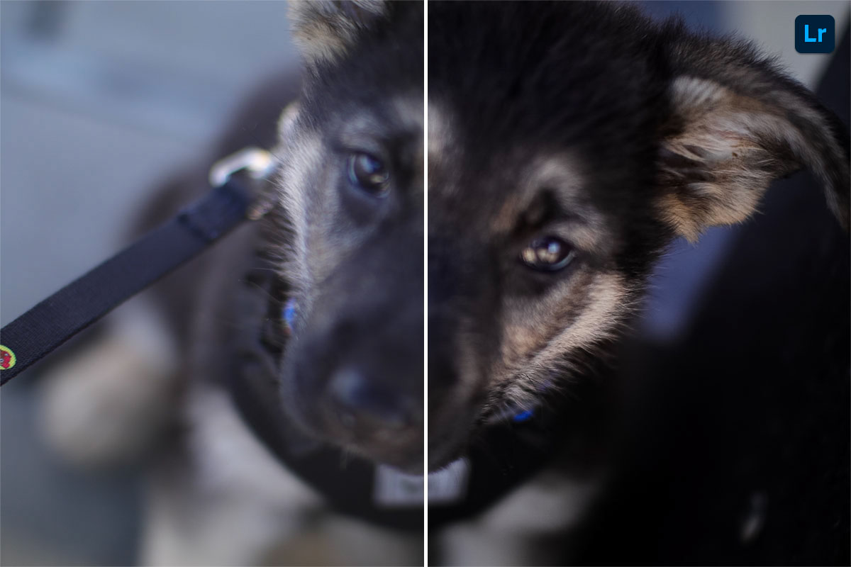 Puppy love | Edit | Photoshop Lightroom