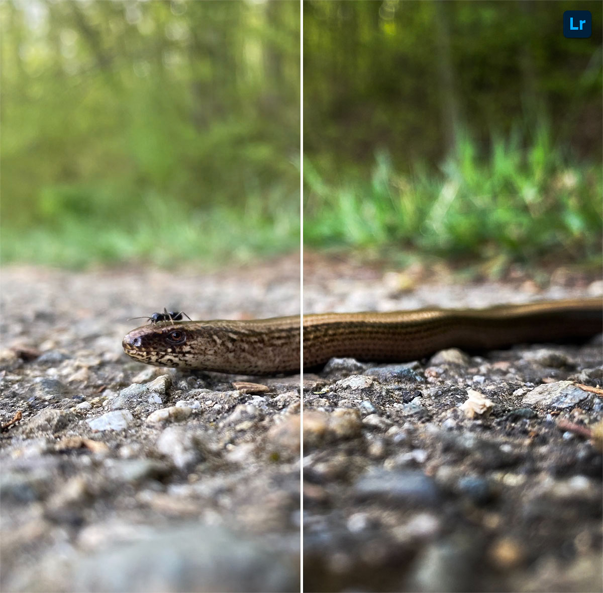 Snake | Edit | Photoshop Lightroom