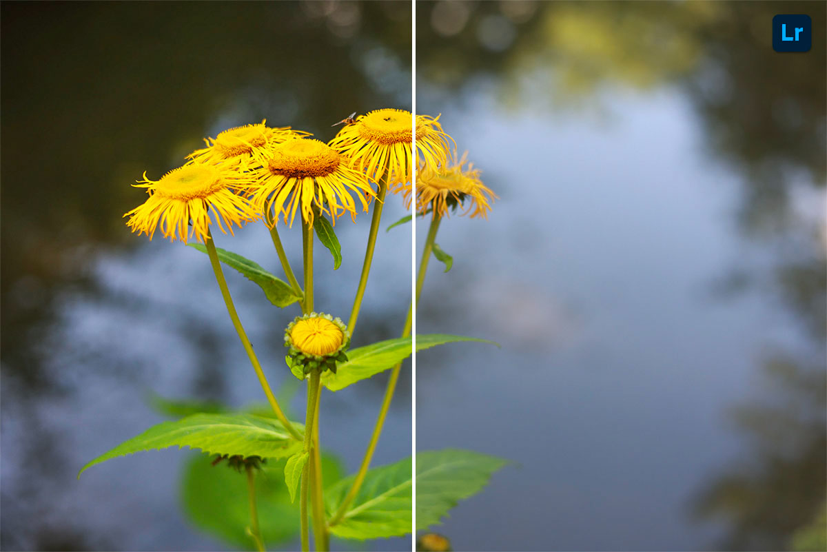 Mellow Yellow | Edit | Photoshop Lightroom