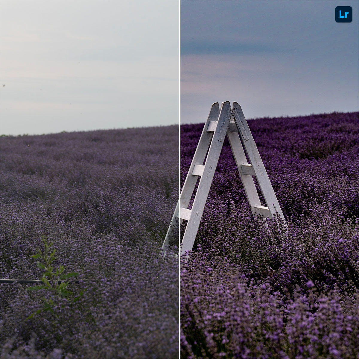 Ladder in lavender | Edit | Photoshop Lightroom