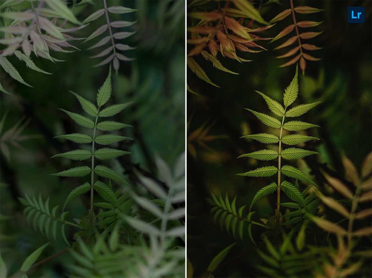 Leaf | Edit | Photoshop Lightroom