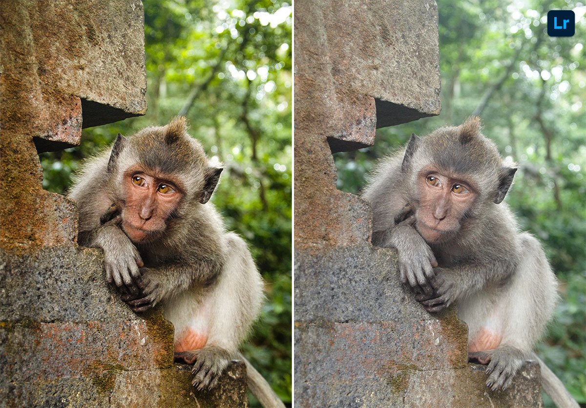 Monkey Forest | Edit | Photoshop Lightroom