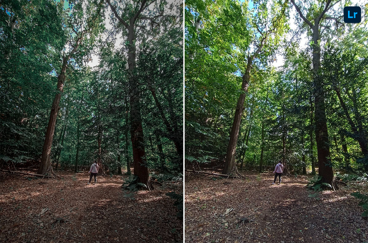 woods | Remix | Photoshop Lightroom