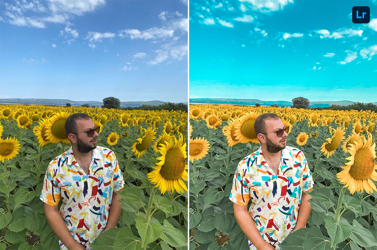 sunflower | Edit | Photoshop Lightroom
