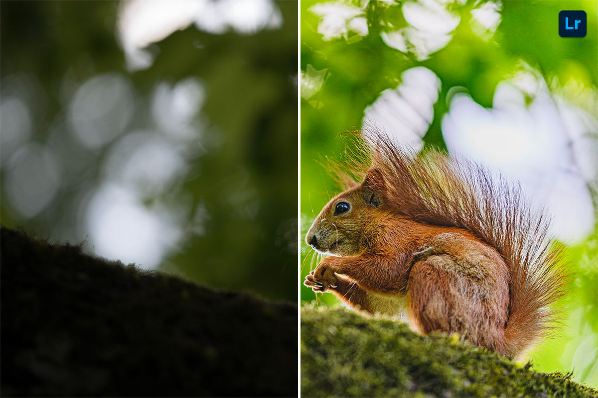 Squirrel on tree | Edit | Photoshop Lightroom