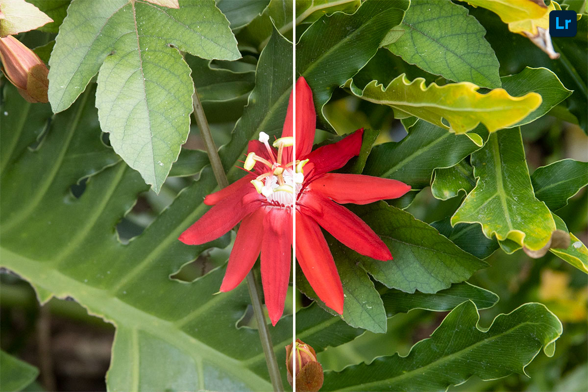 red flower | Remix | Photoshop Lightroom