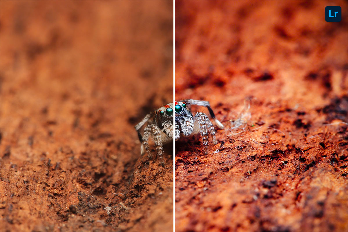 Peacock Spider | Edit | Photoshop Lightroom