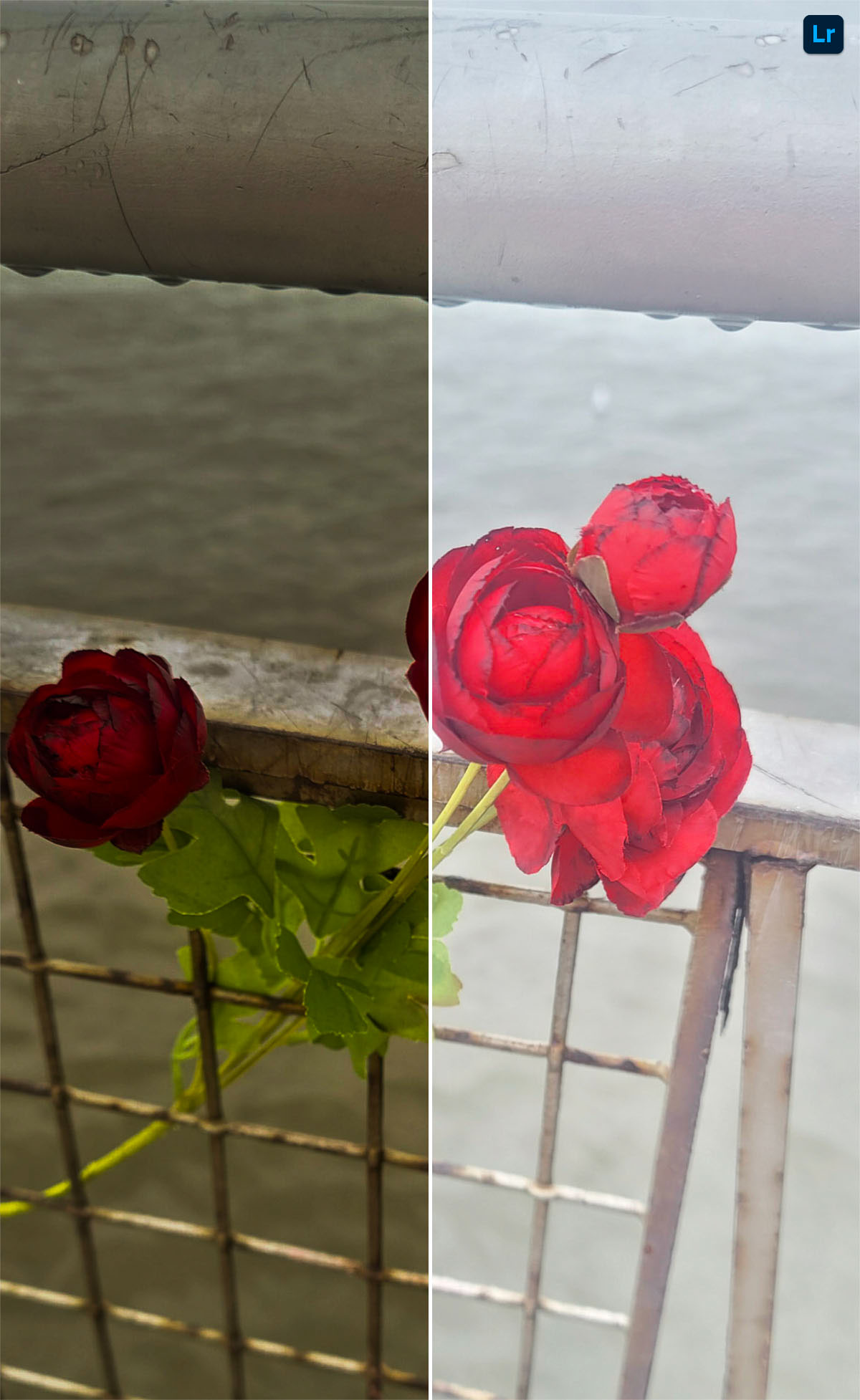 Rose are red | Remix | Photoshop Lightroom
