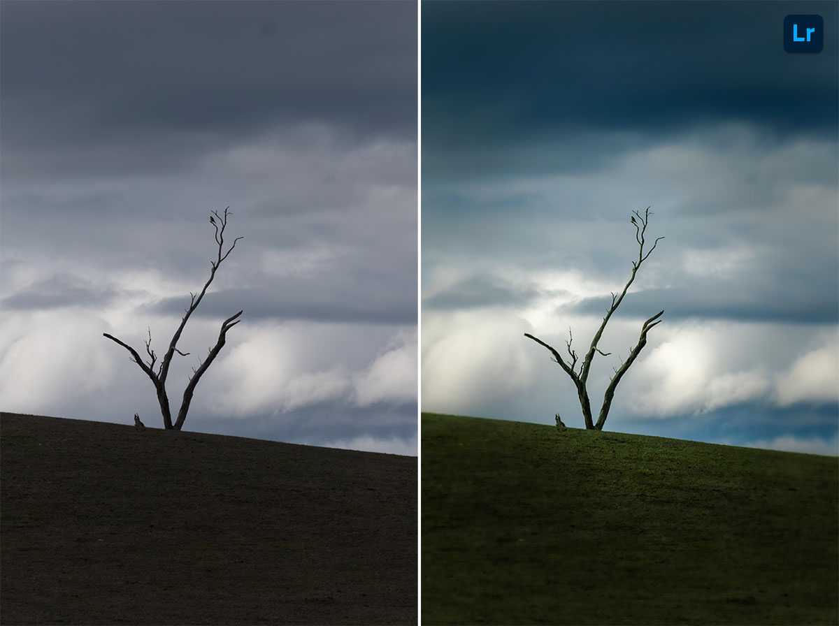 Brown Falcon silhouette in tree | Edit | Photoshop Lightroom