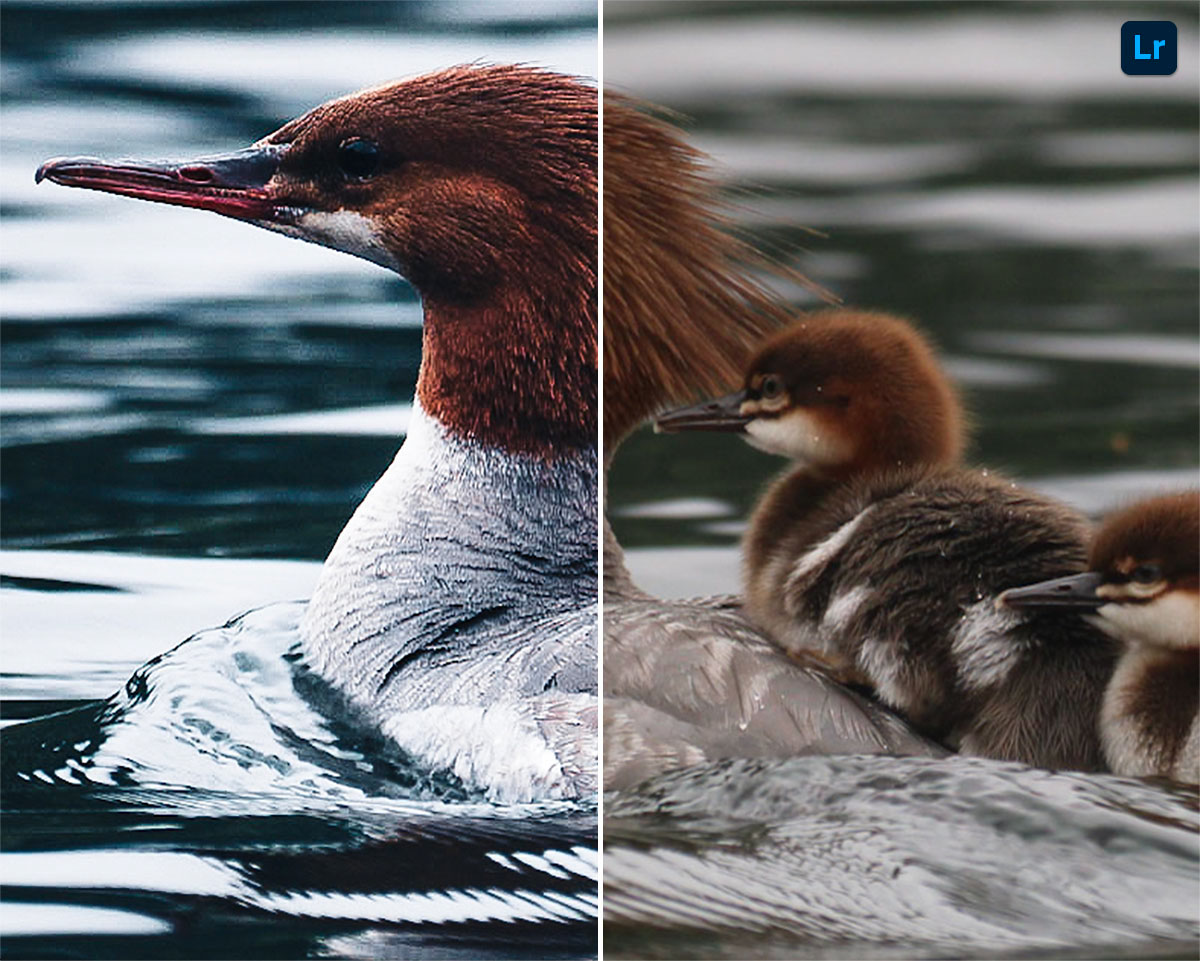 In the lake | Edit | Photoshop Lightroom