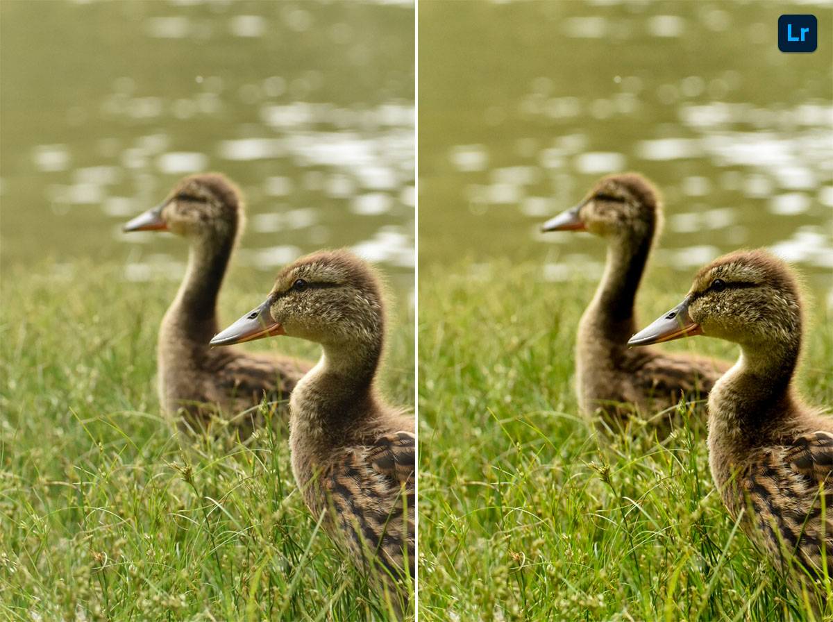 ducklings | Remix | Photoshop Lightroom