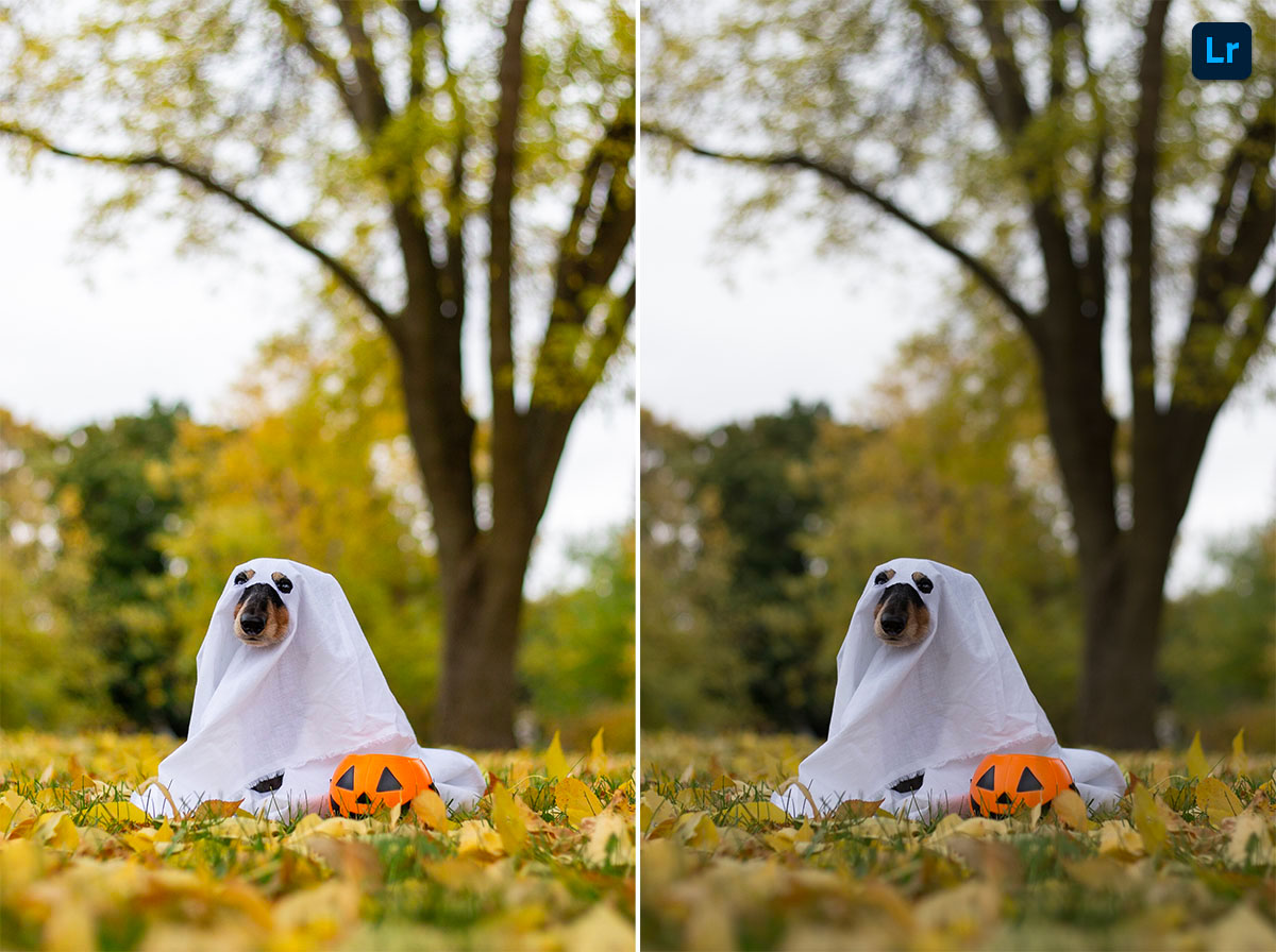 Ghost doggo | Remix | Photoshop Lightroom