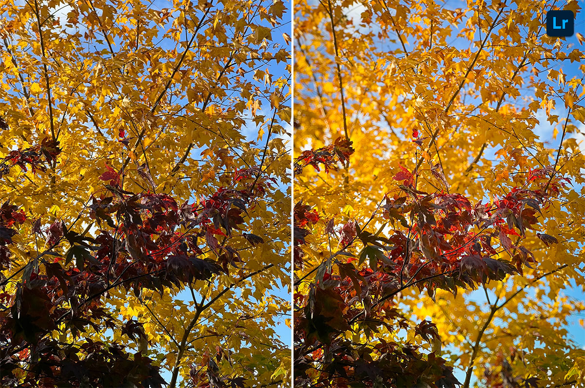 Autumn Leaves | Edit | Photoshop Lightroom