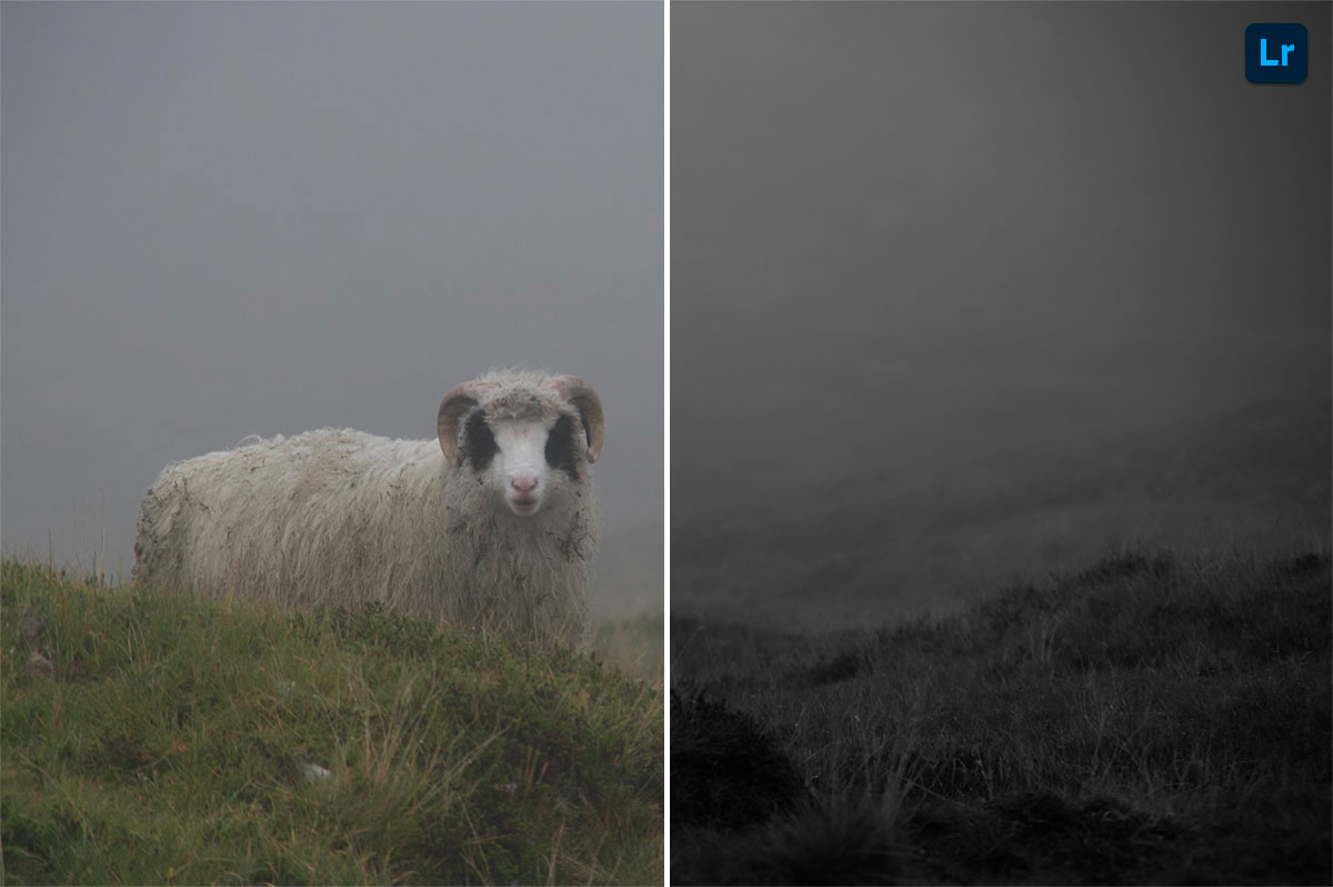 Faroe Sheep | Edit | Photoshop Lightroom