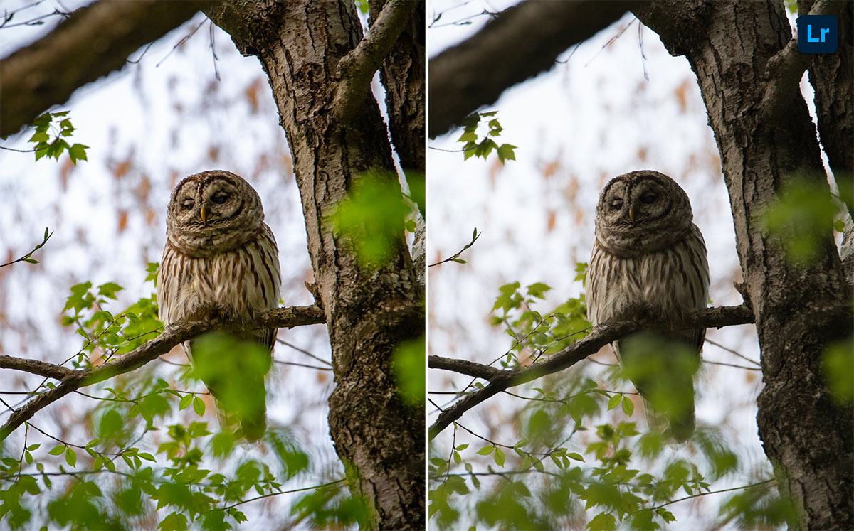 Sleepy Owl | Edit | Photoshop Lightroom