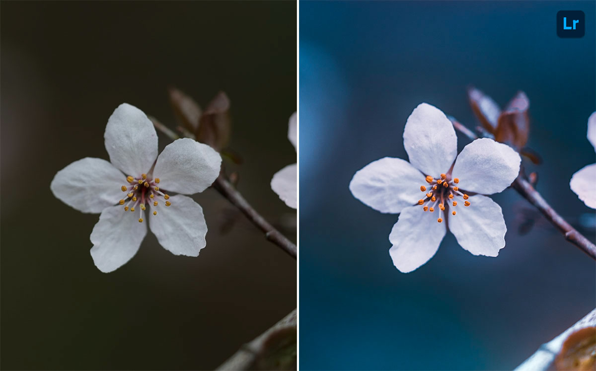 Bloom within 🌸 | Edit | Photoshop Lightroom