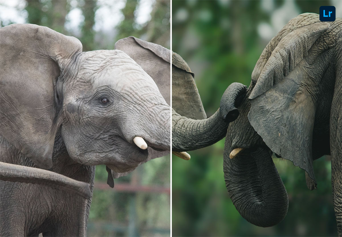 Playful Elephants at Howletts | Edit | Photoshop Lightroom