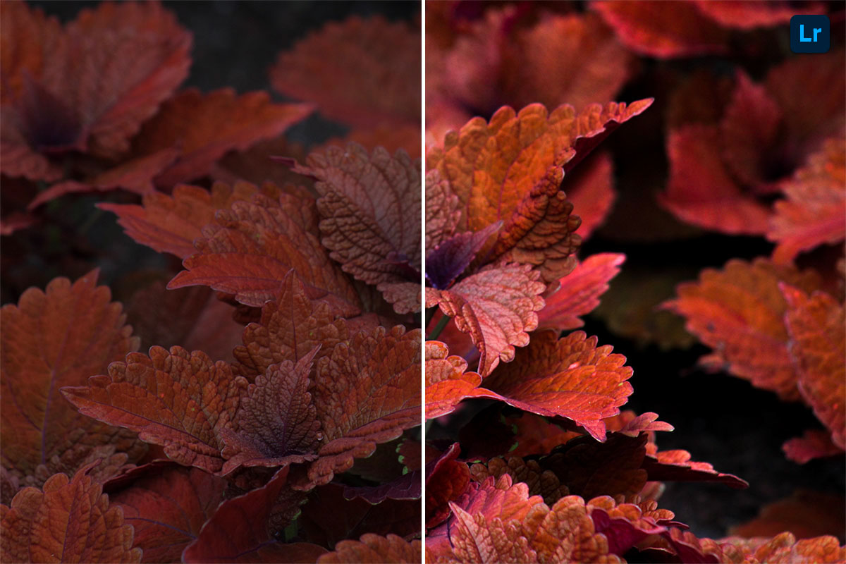 Red Leaves | Edit | Photoshop Lightroom