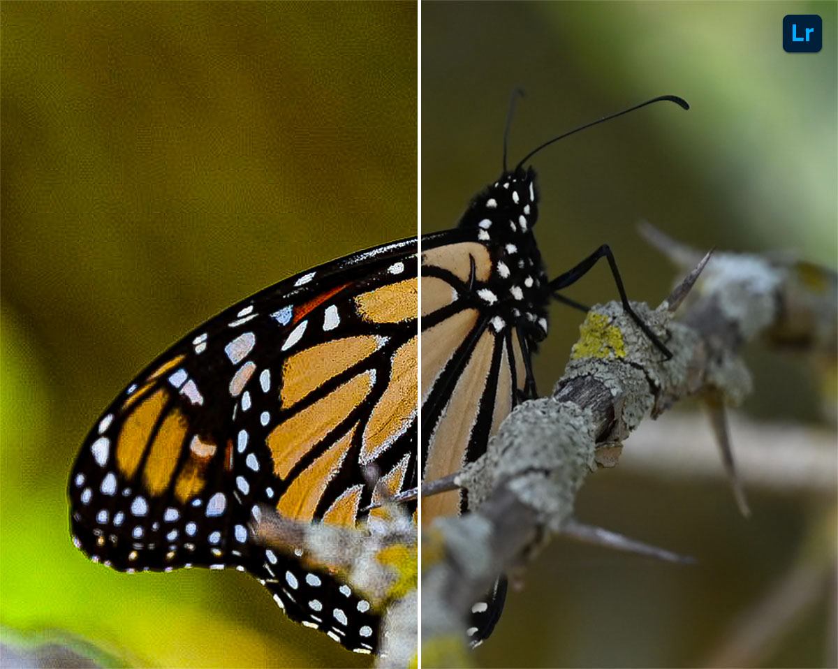 Monarch | Edit | Photoshop Lightroom