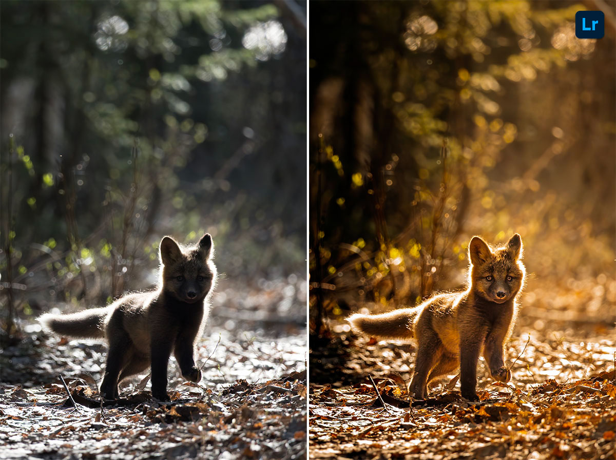 Fox Cub at Golden Hour | Edit | Photoshop Lightroom