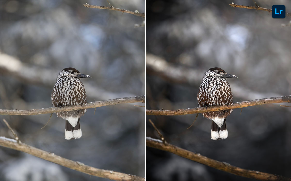 Bird | Remix | Photoshop Lightroom