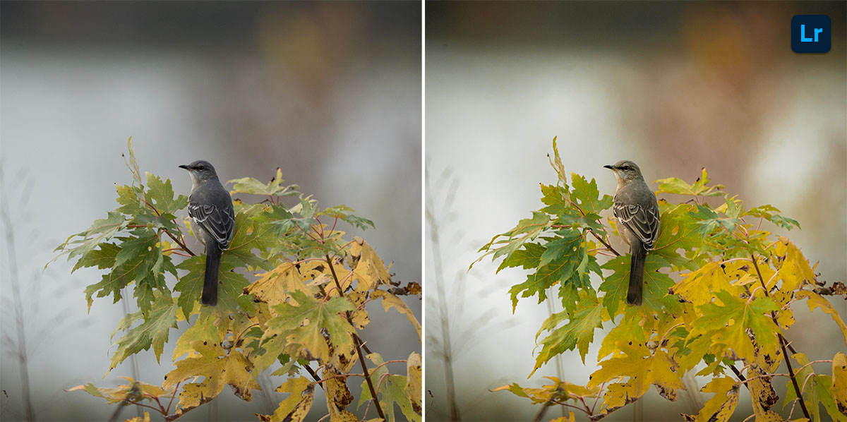 bird | Remix | Photoshop Lightroom