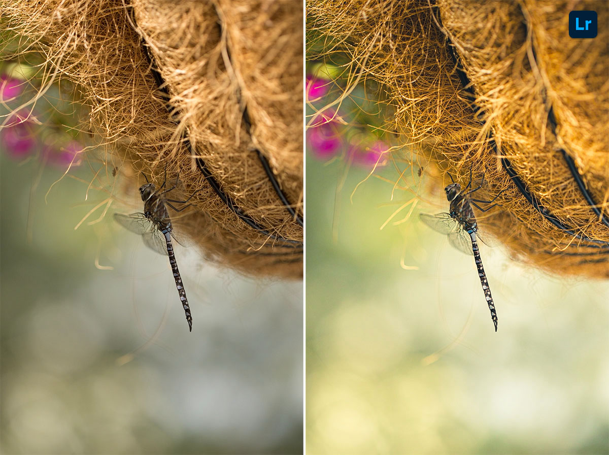 Sunbathing Dragonfly | Edit | Photoshop Lightroom