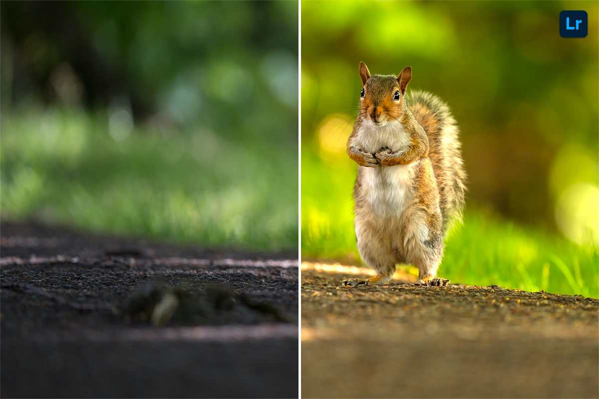 Curious Squirrel in the Sunlight | Edit | Photoshop Lightroom