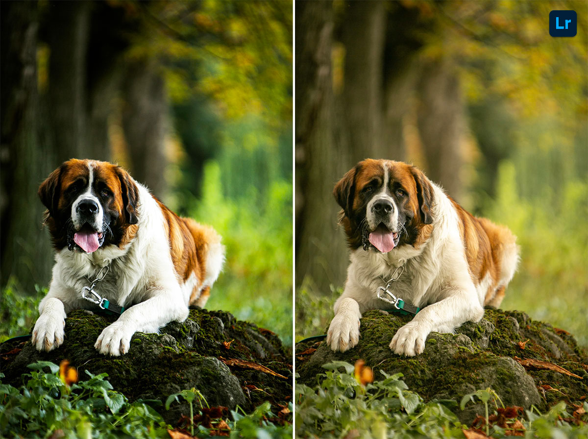 Big boy | Remix | Photoshop Lightroom