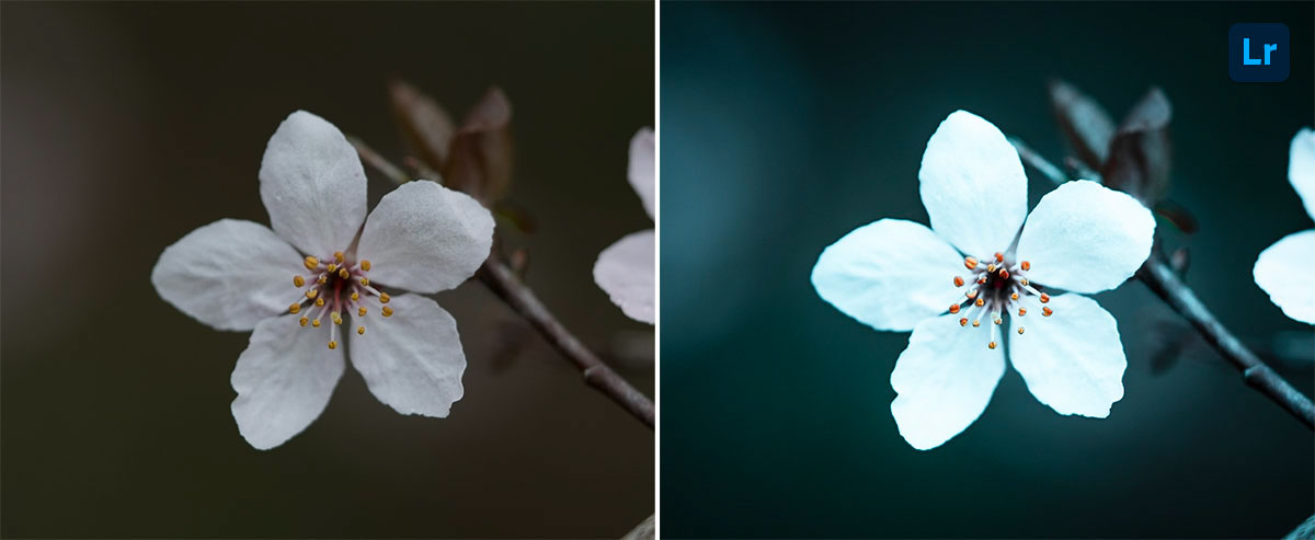 Bloom within 🌸 | Remix | Photoshop Lightroom