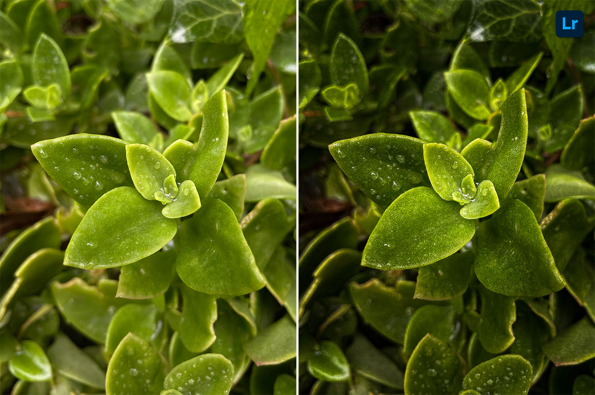 Leaves 🌿 | Edit | Photoshop Lightroom