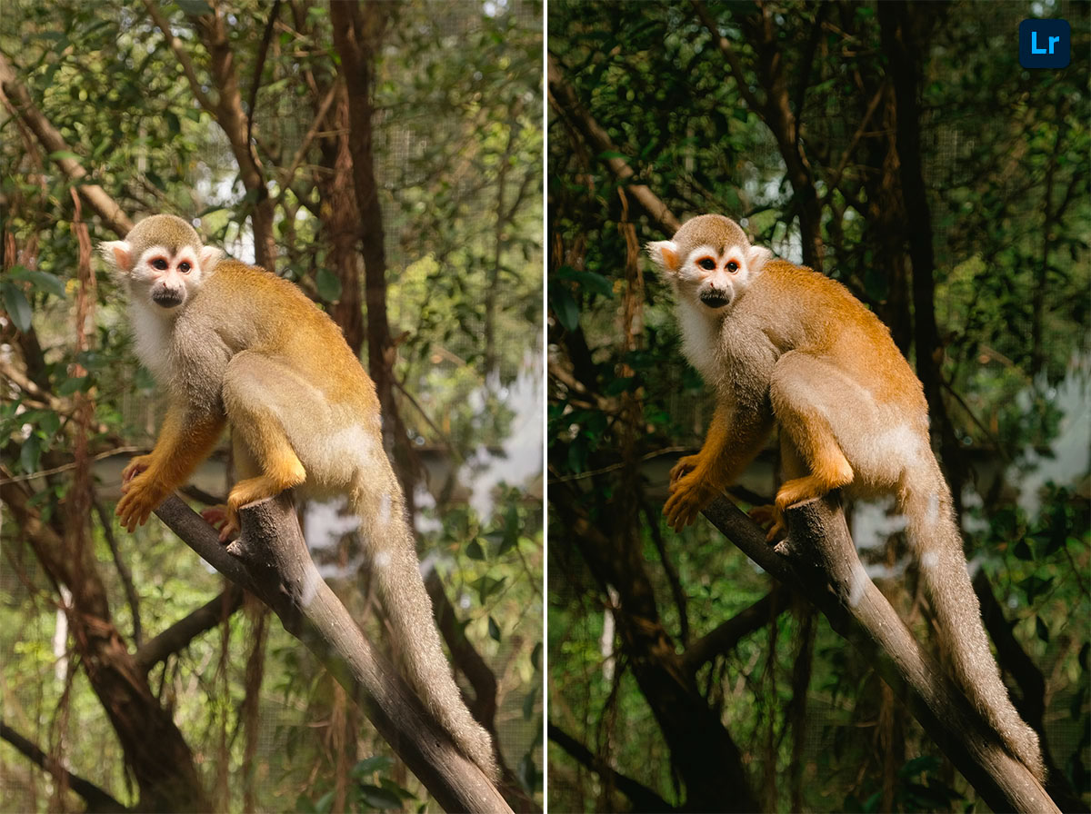 Monkey | Edit | Photoshop Lightroom