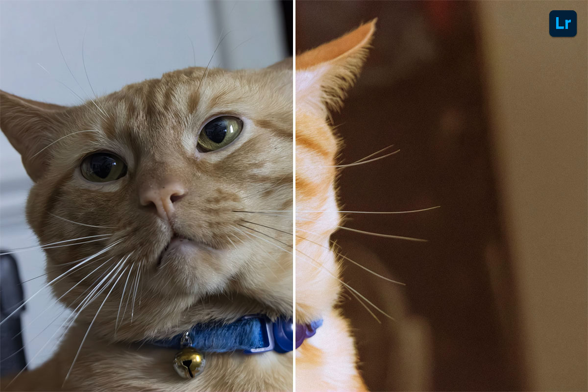 picture of draco | Remix | Photoshop Lightroom